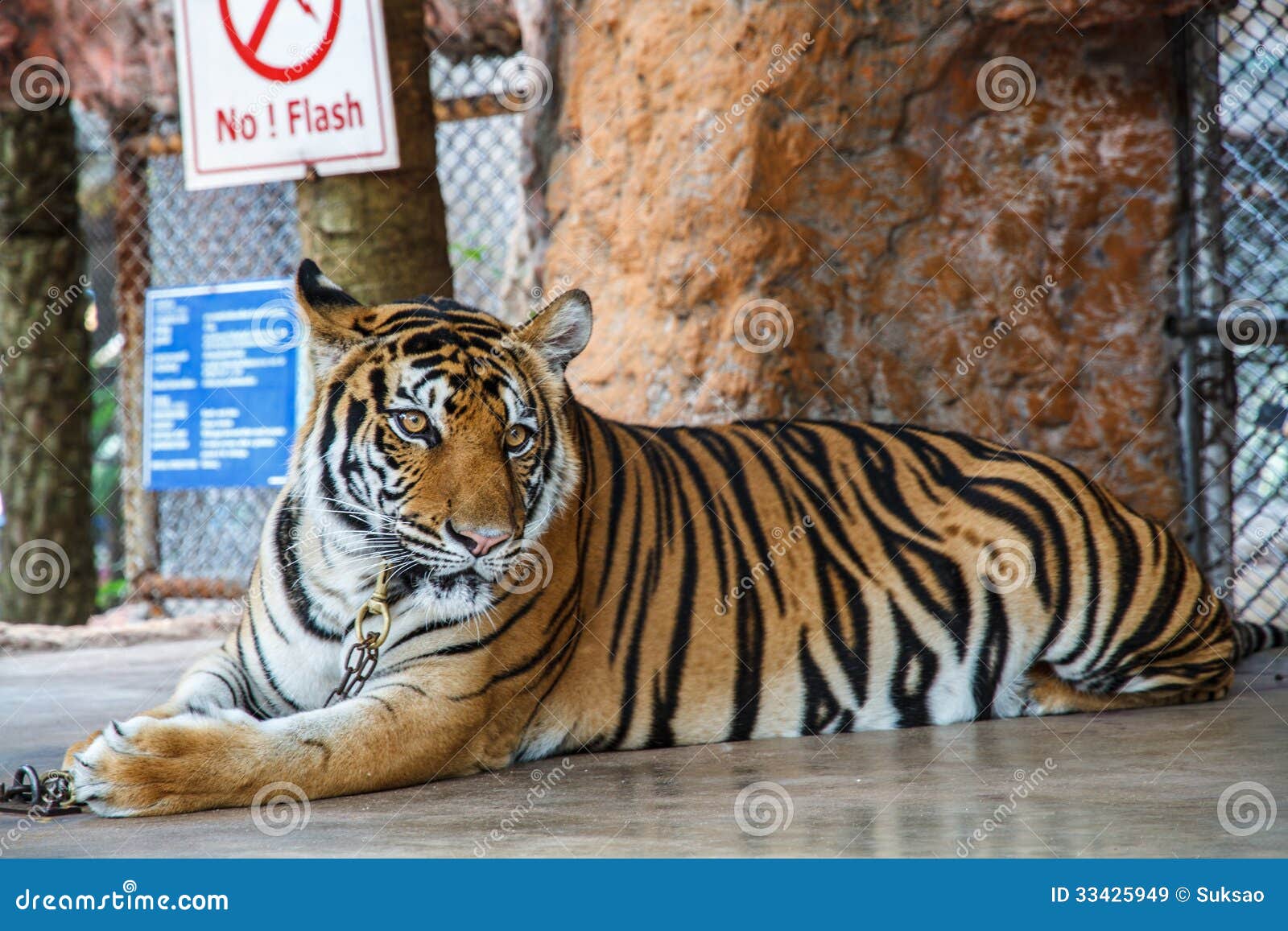 Tiger stock image. Image of enchain, freedom, nature - 33425949