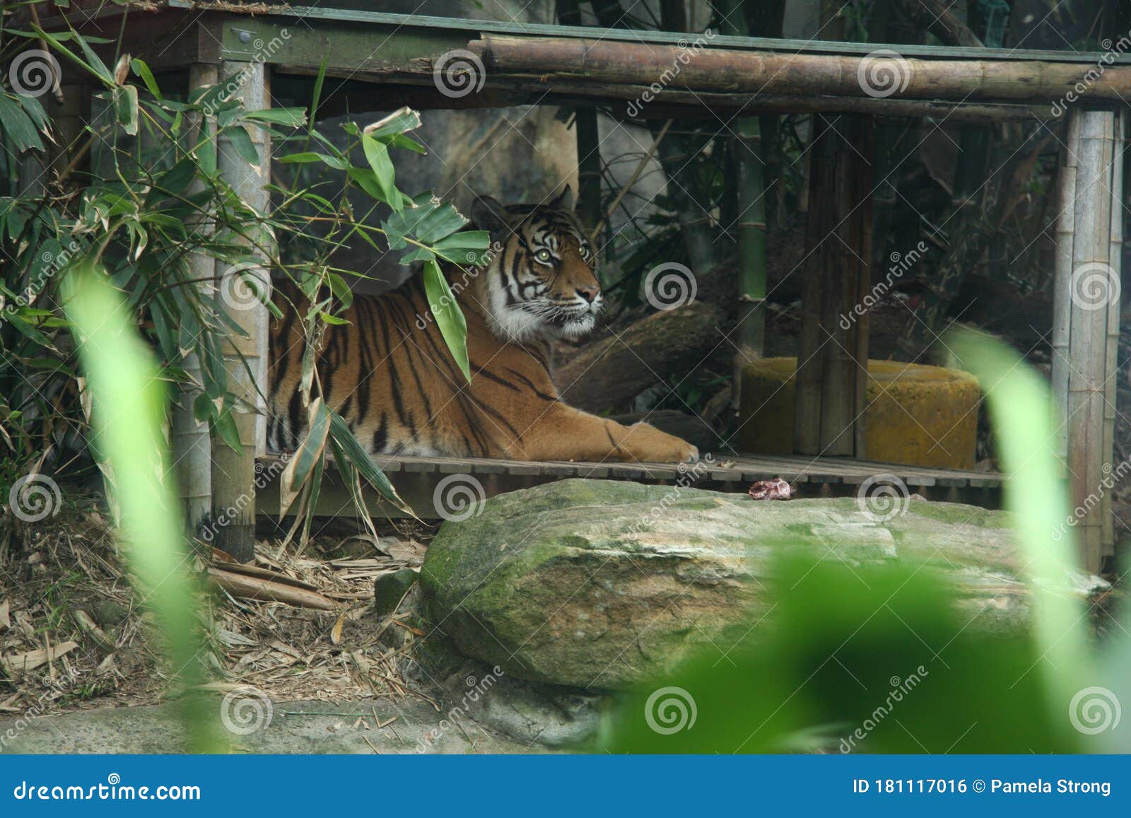 Tiger in zoo enclosure stock photo. Image of african - 181117016
