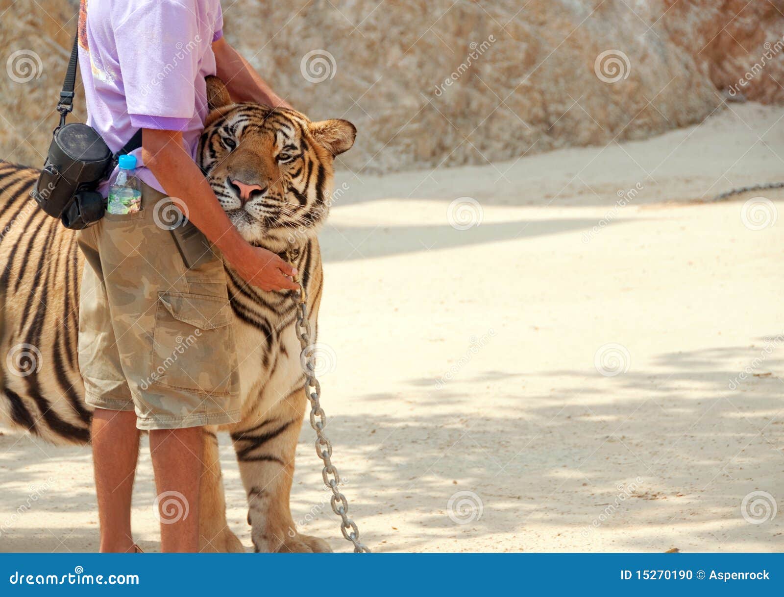 Tiger and zoo keeper stock photo. Image of paws, comfort - 15270190