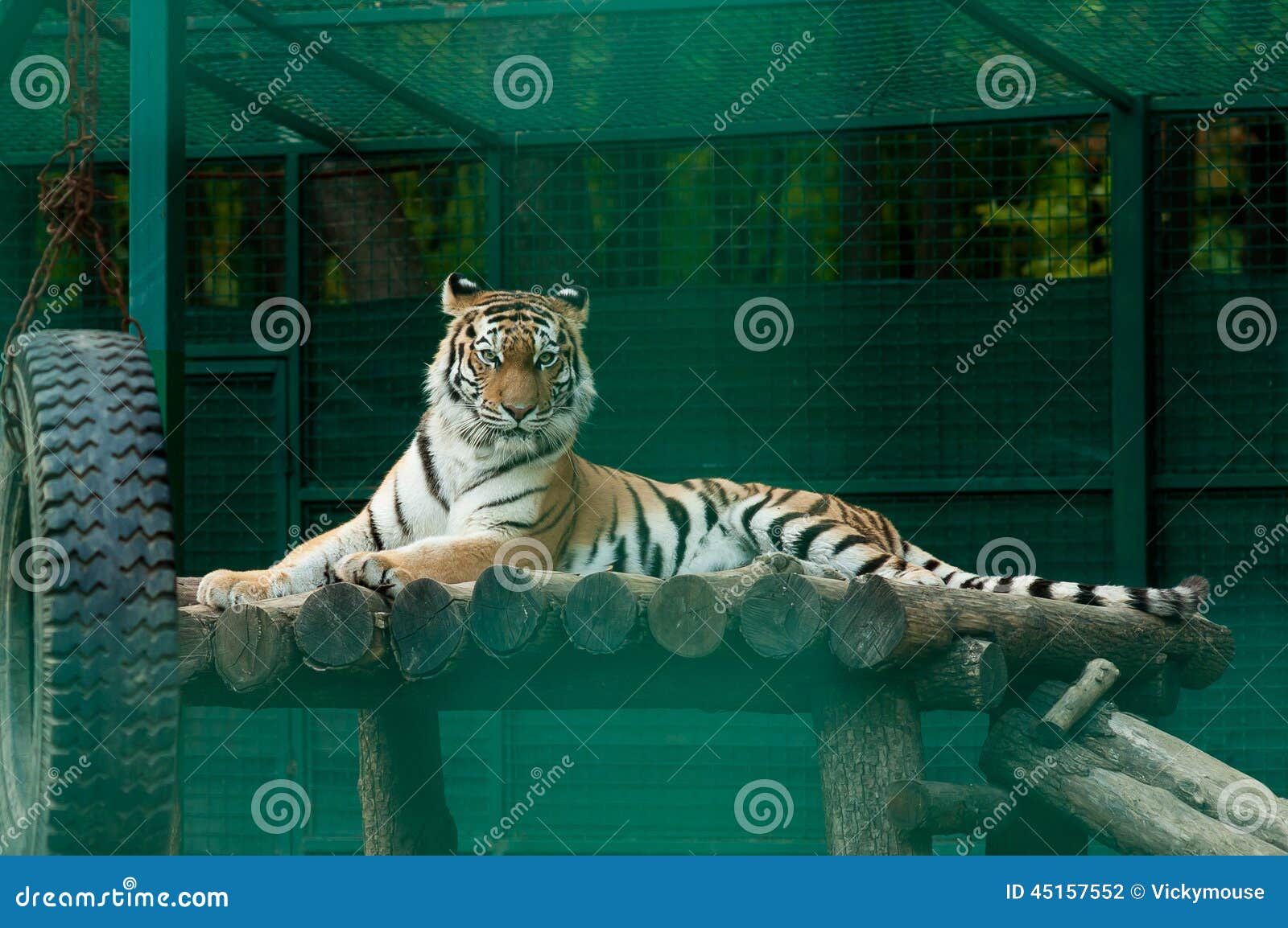 Tiger in zoo stock photo. Image of nature, cage, green - 45157552