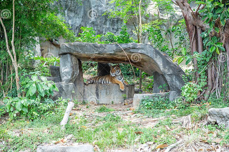 Top View of Tiger in the Zoo, Focus Selective Stock Image - Image of ...
