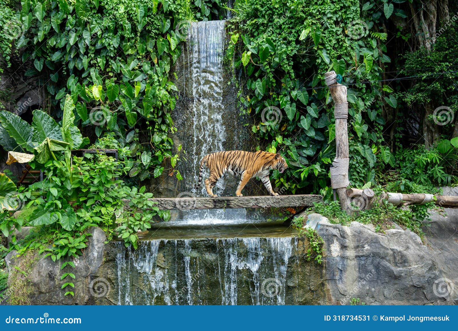 Top View of Tiger in the Zoo, Focus Selective Stock Image - Image of ...