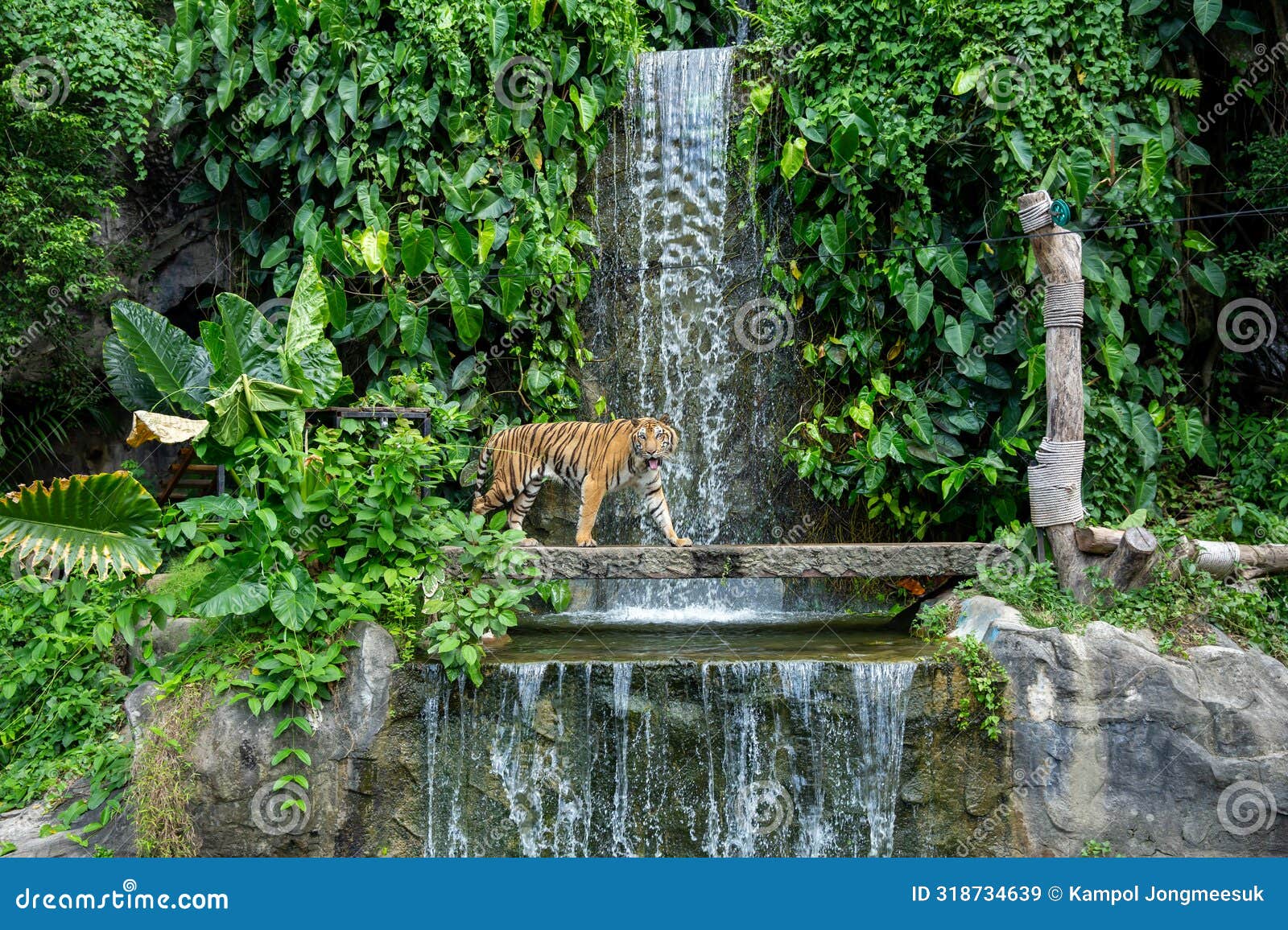 Top View of Tiger in the Zoo, Focus Selective Stock Image - Image of ...