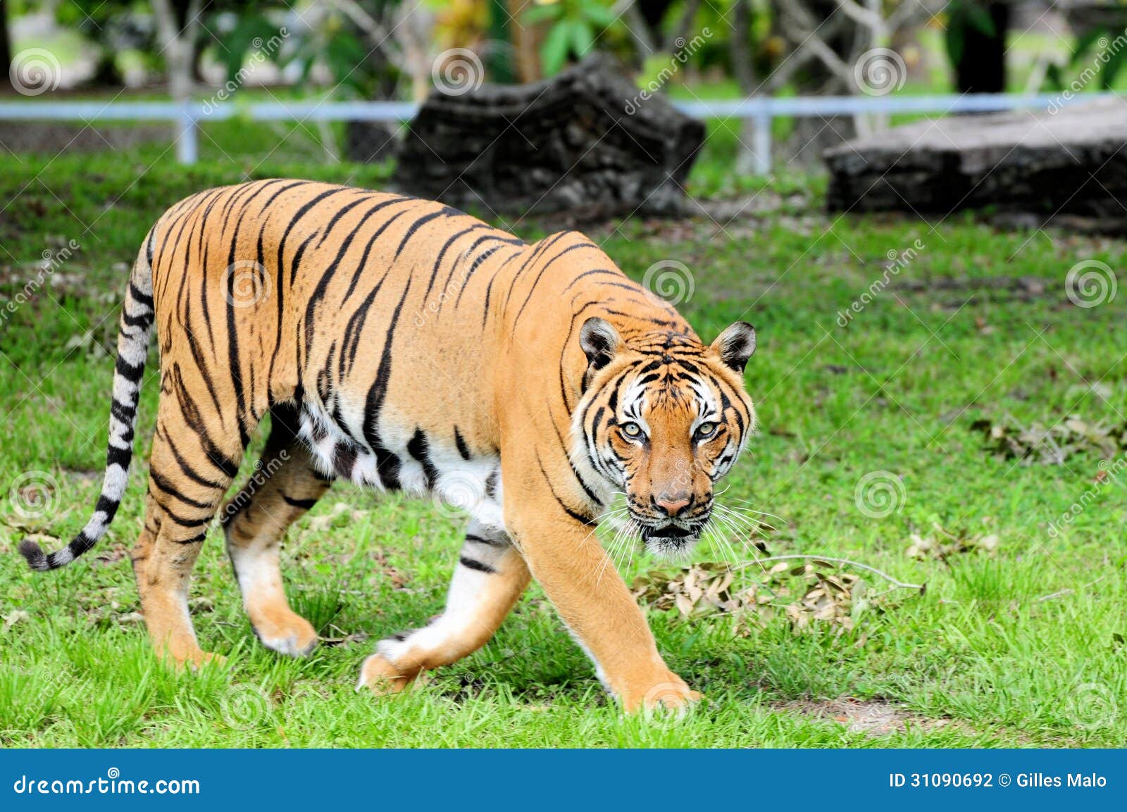 Tiger in zoo stock photo. Image of beautiful, feline - 31090692