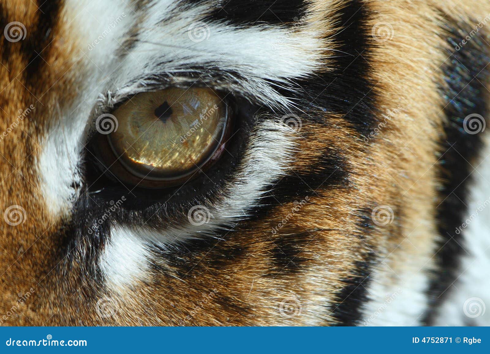 Tigerauge stockbild. Bild von nahaufnahme, wildnis, tiger - 4752871