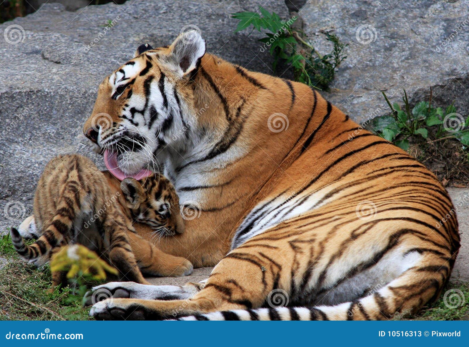 Tigerbaby with its mom stock image. Image of family, wash - 10516313