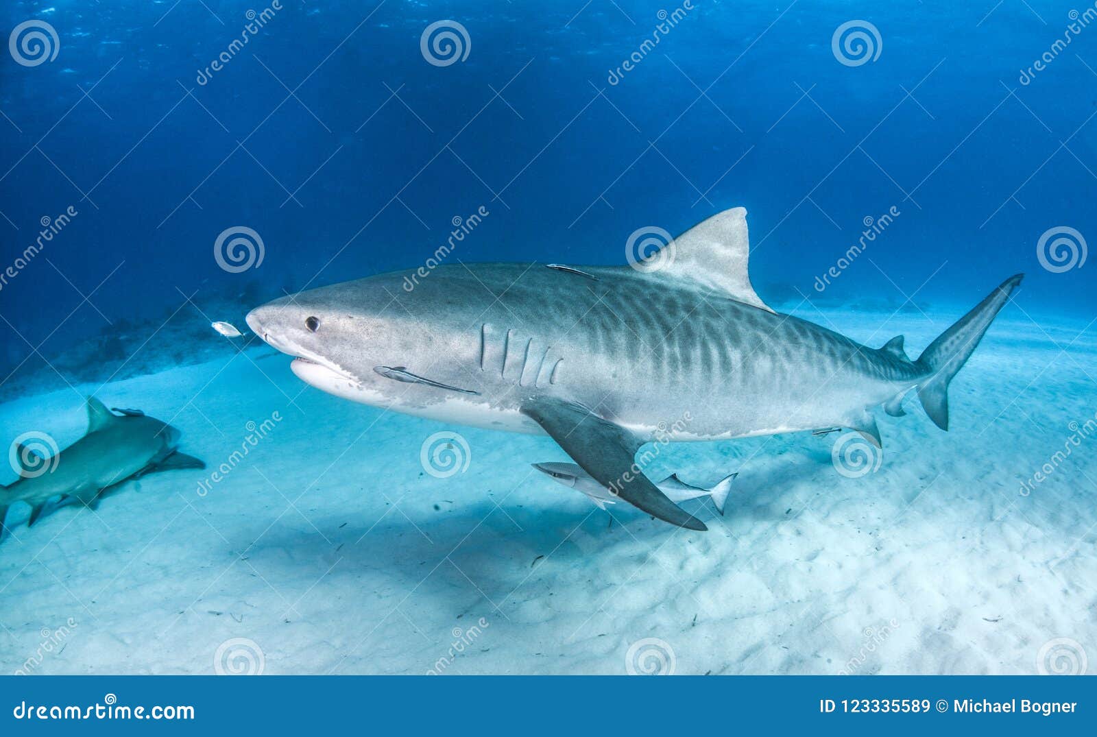 Tigerhai bei den Bahamas stockbild. Bild von unterseeisch - 123335589
