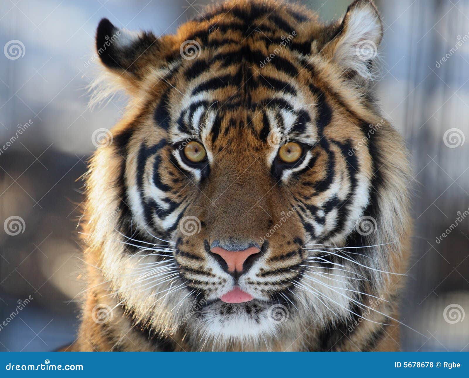 Tigerkopf stockfoto. Bild von blick, tier, bedingung, finden - 5678678