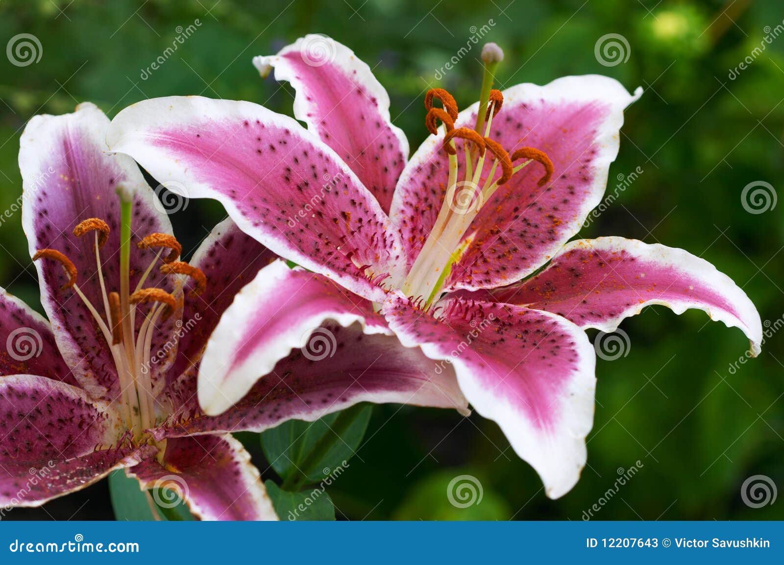 Tigerlilie im Garten stockbild. Bild von nett, garten - 12207643