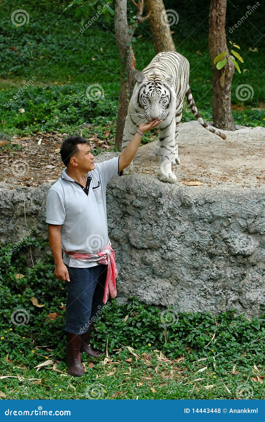 Tigerman stock photo. Image of outside, training, handsome - 14443448