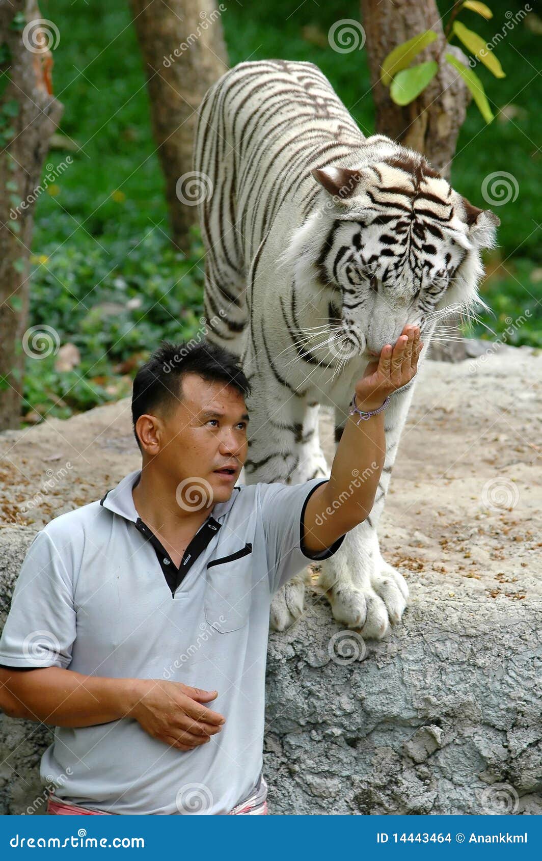 Tigerman stock photo. Image of hand, thailand, people - 14443464