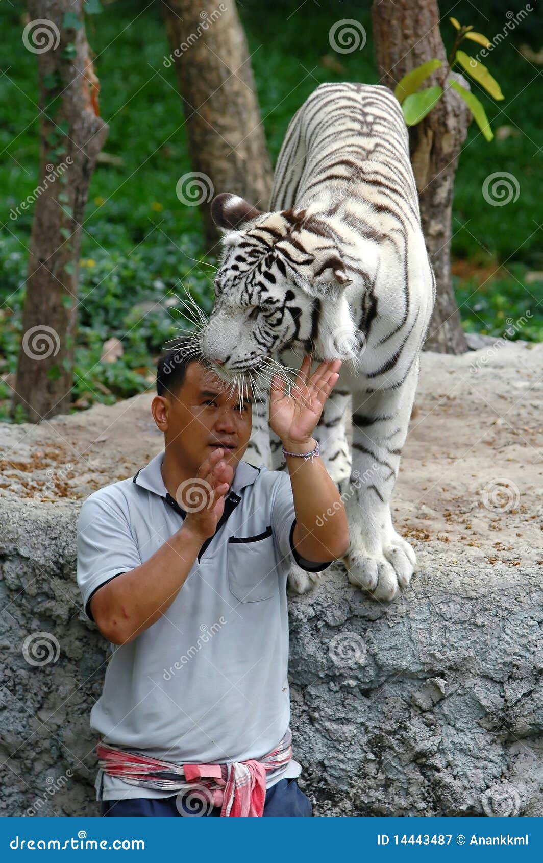 Tigerman stock image. Image of safari, keeper, tiger - 14443487