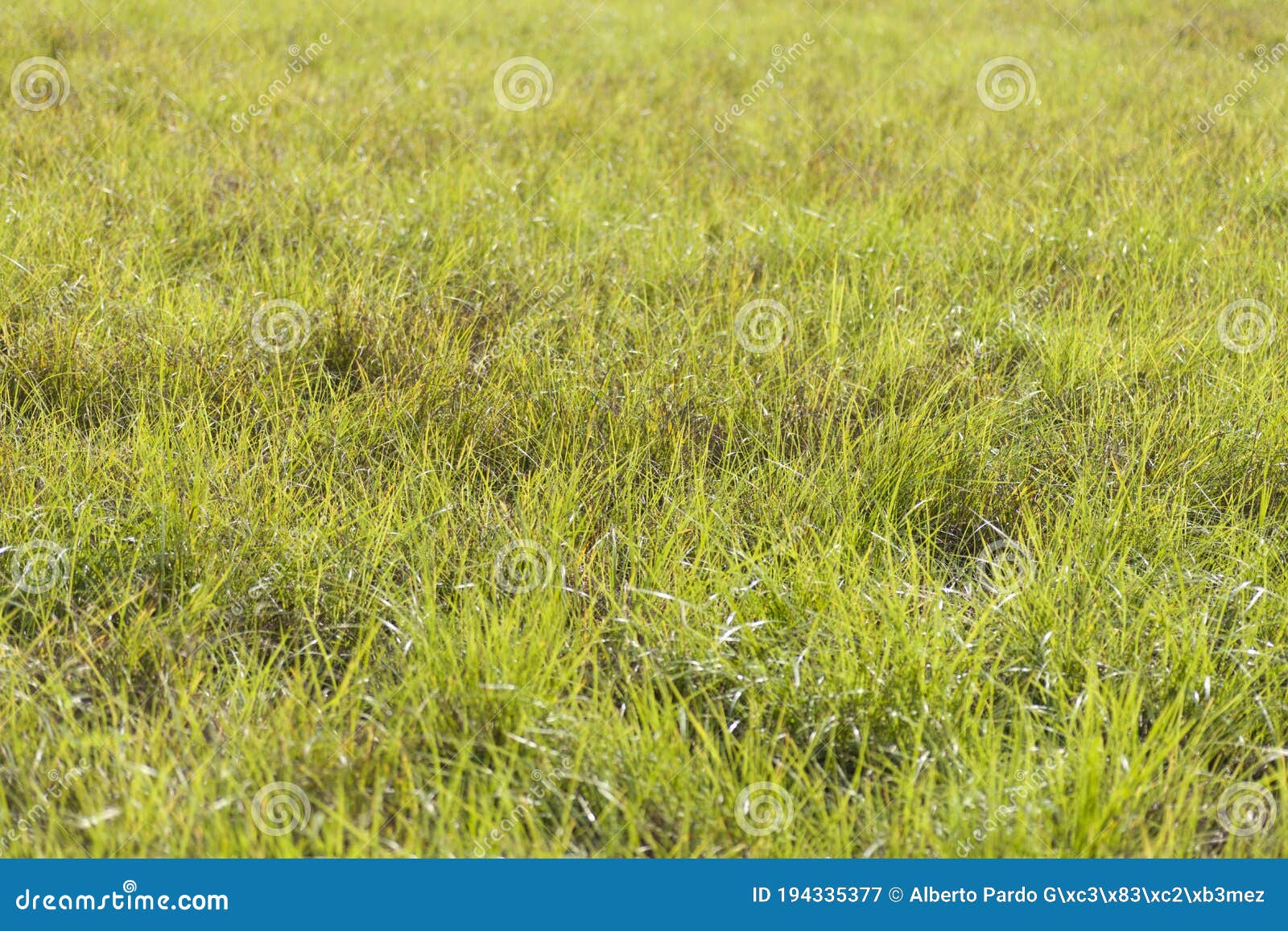 Tigernut Field in Full Growth Stock Image - Image of cultivating, land ...