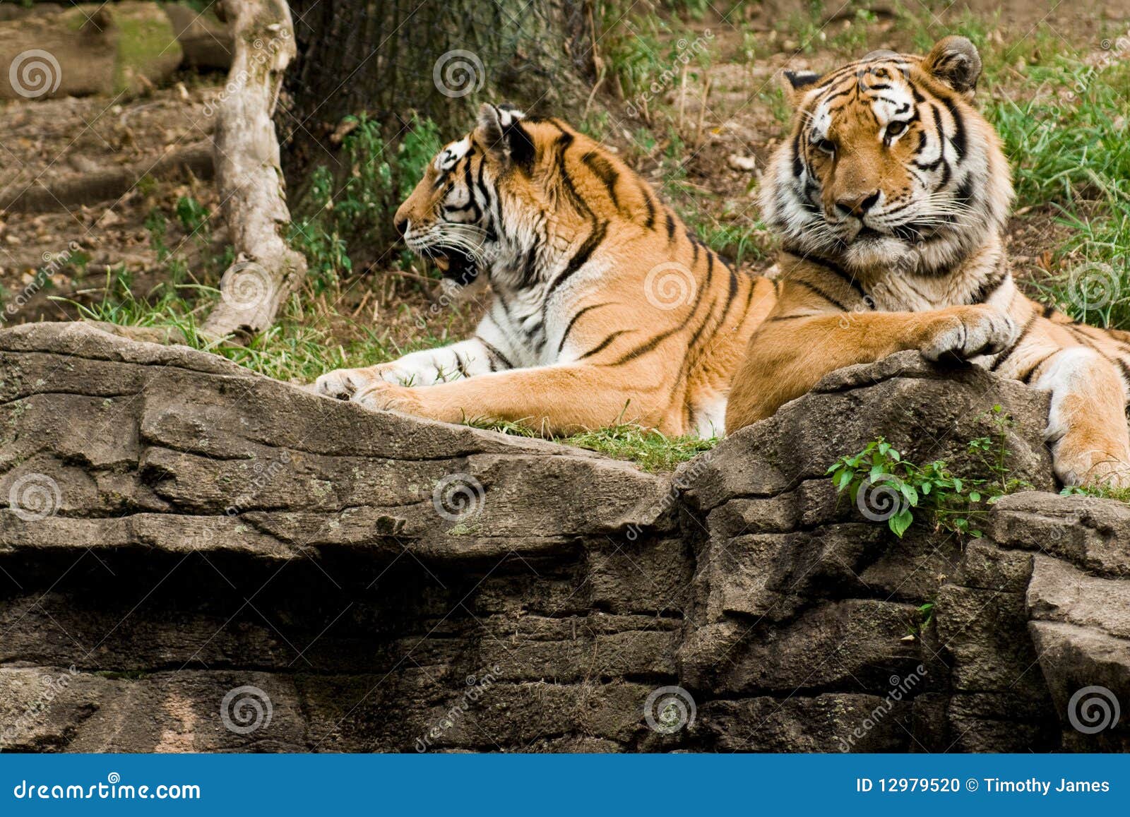 Tigers Stock Photo - Image: 12979520