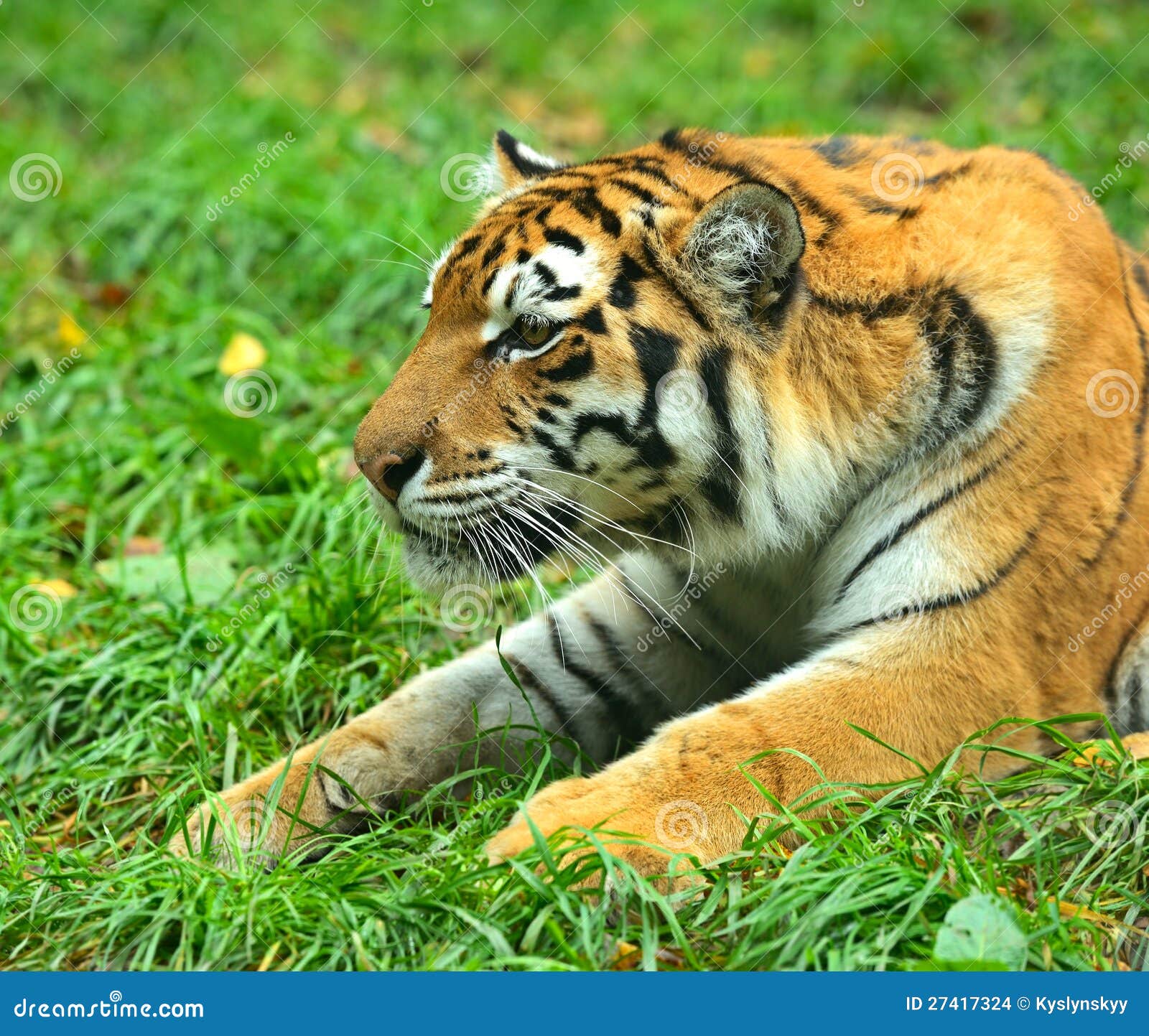 Tigers stock photo. Image of aggressive, nature, aggression - 27417324