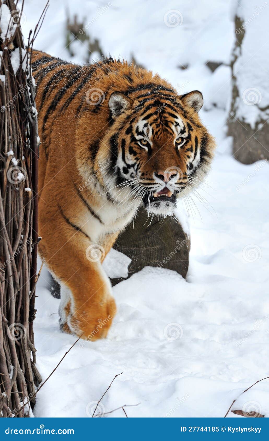 Tigers stock image. Image of cold, blizzard, tracks, animals - 27744185