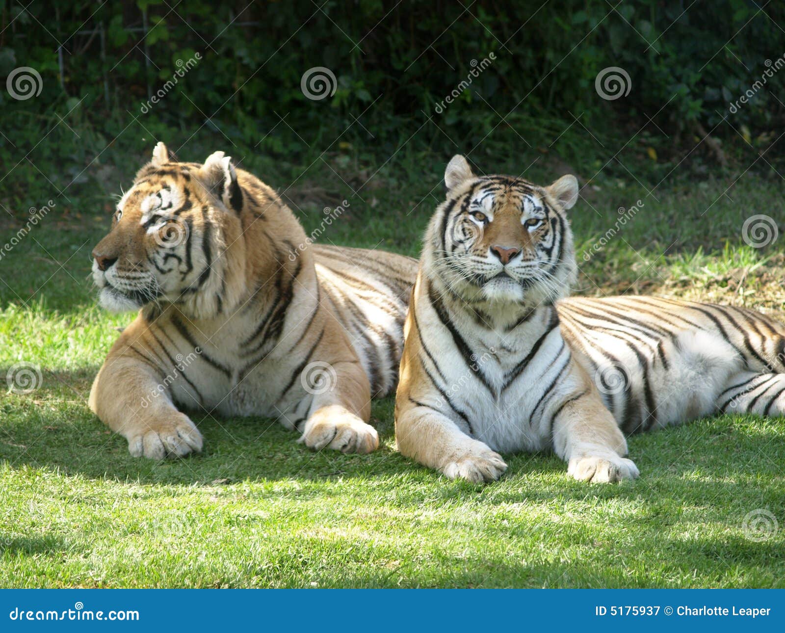 440 Powerful Tigers Stock Photos - Free & Royalty-Free Stock Photos ...
