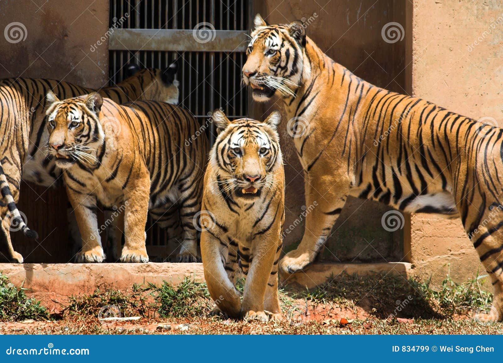 Tigers stock image. Image of family, nature, group, animal - 834799