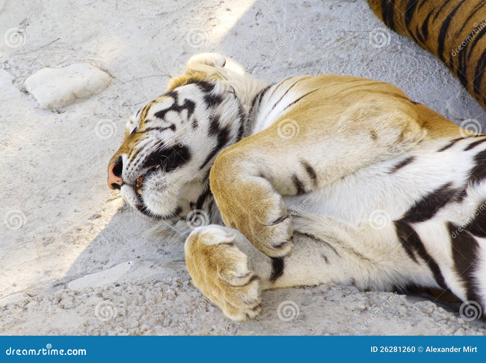 Tigers asleep stock photo. Image of claw, habitat, power - 26281260