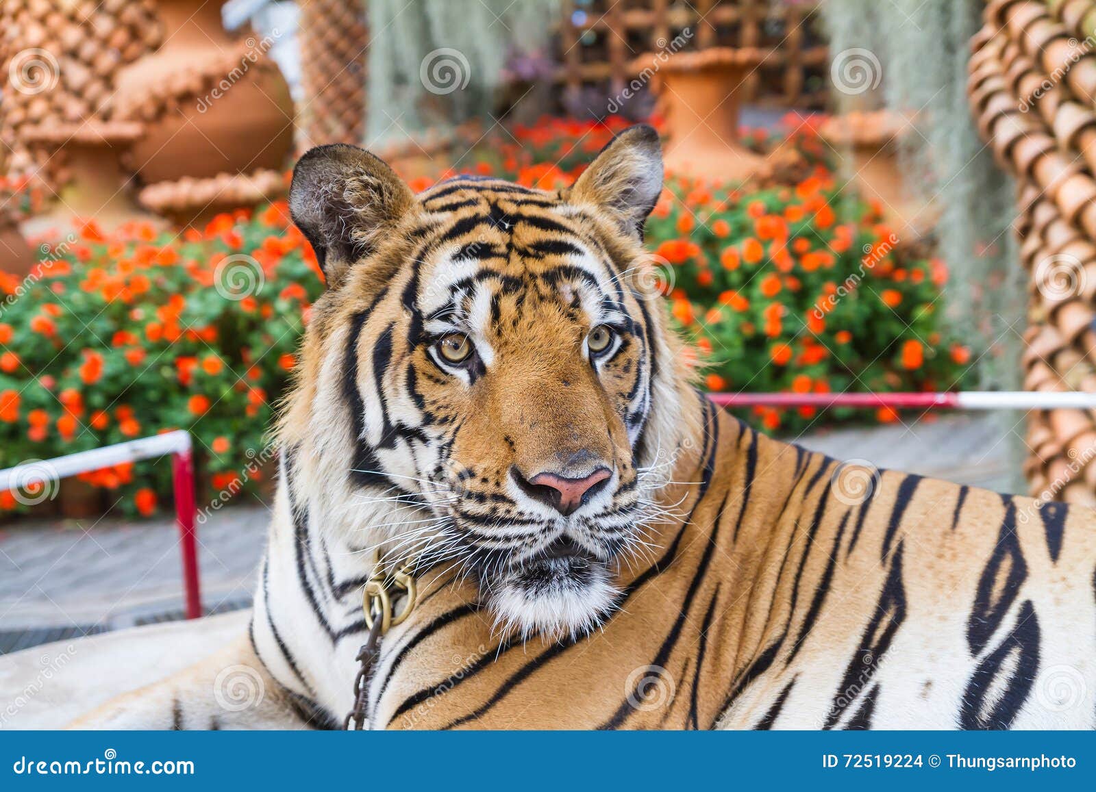 Tigers are Bound with Chains Stock Photo - Image of predator, thai ...