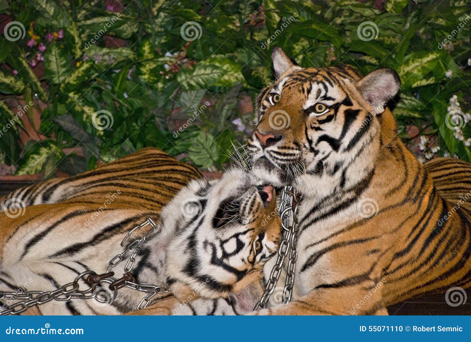 Tigers in captivity stock photo. Image of angry, white - 55071110