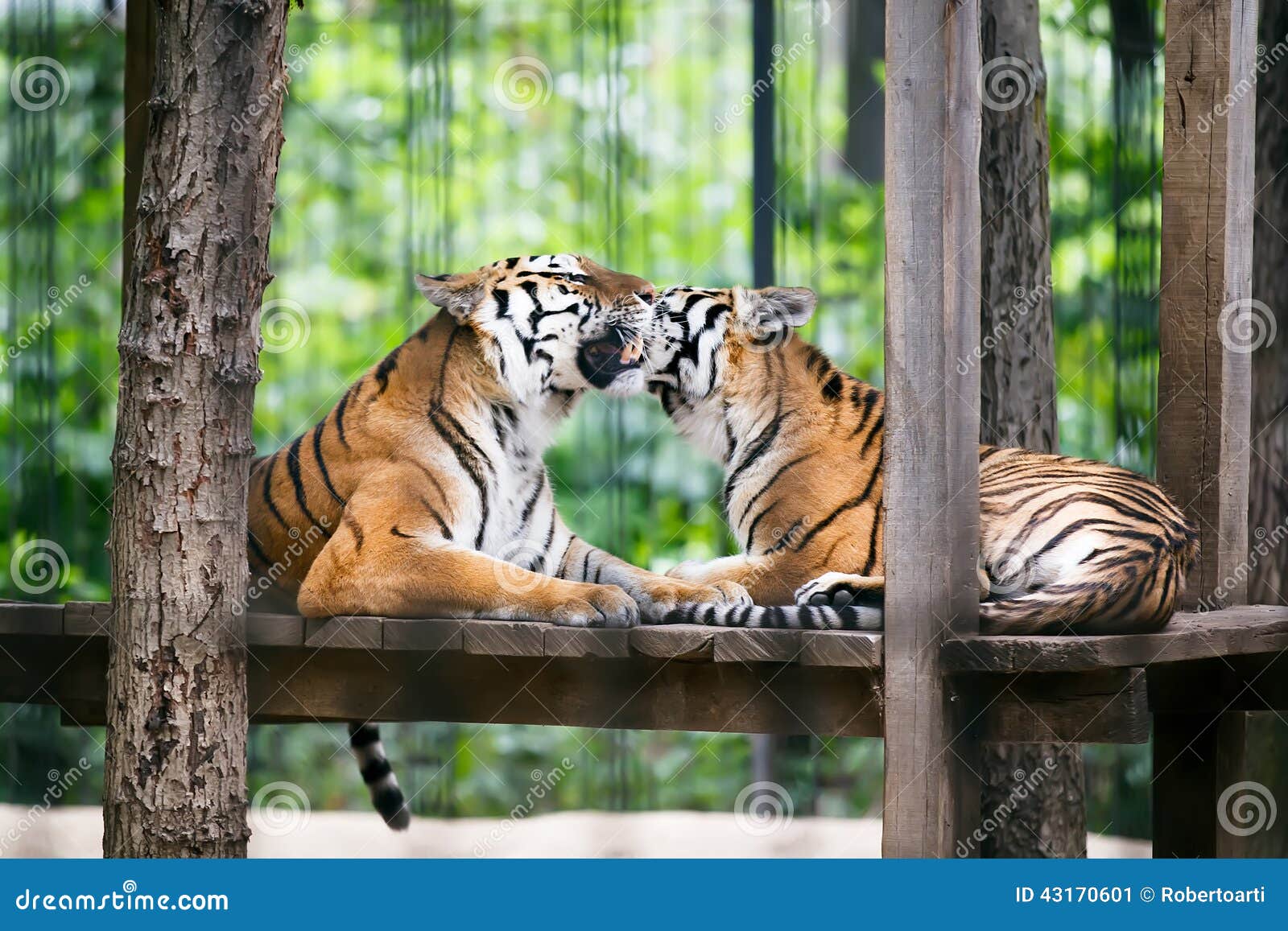 Tigers stock image. Image of jungle, head, predator, nature - 43170601