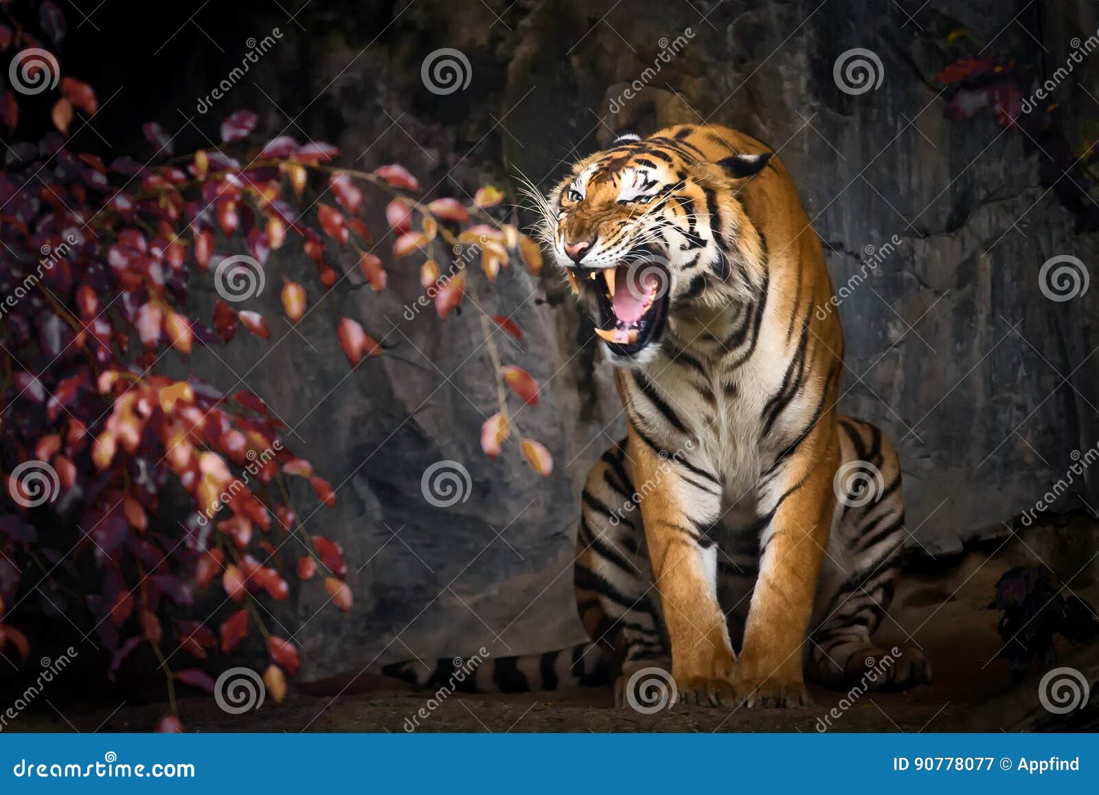 Tigers. stock image. Image of mammal, asia, watching - 90778077