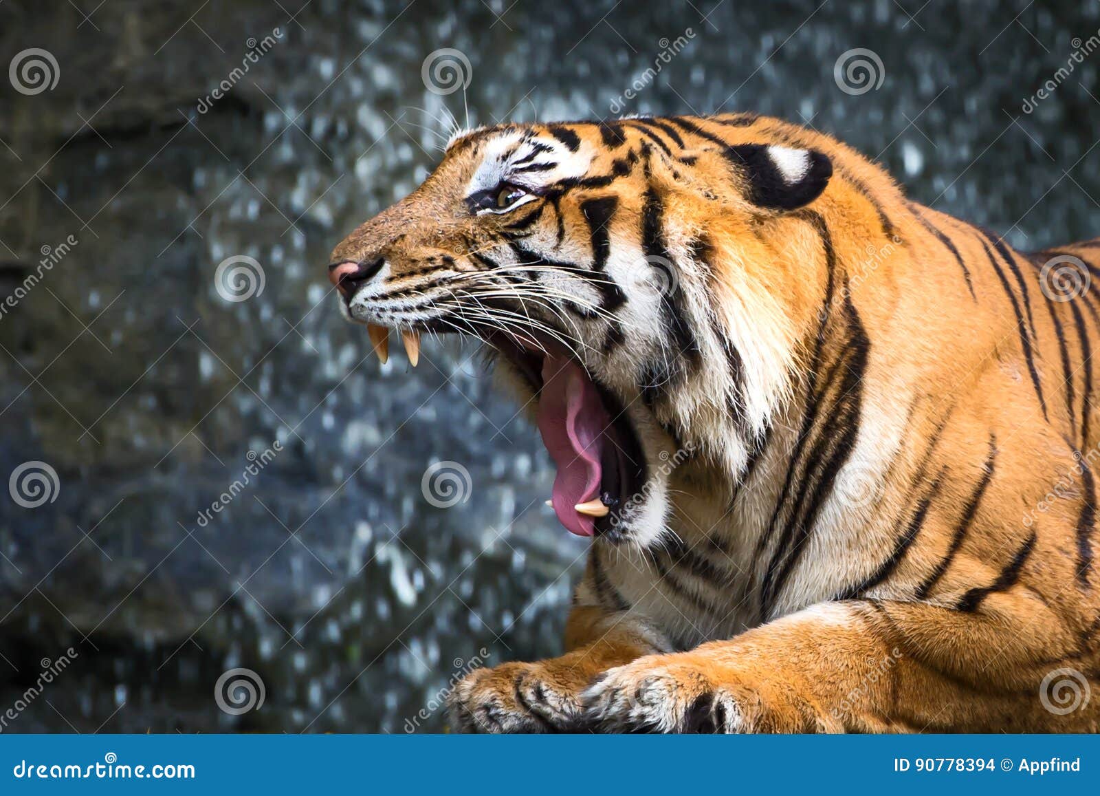 Tigers. stock photo. Image of page, forest, animal, white - 90778394