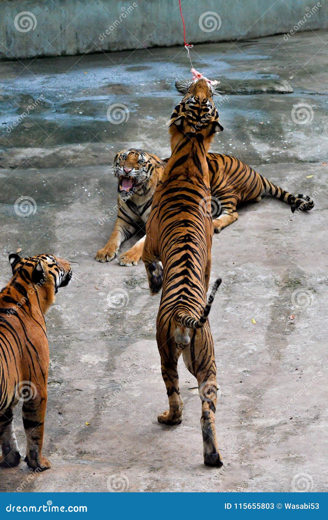 Tigers are eating stock image. Image of hungry, striped - 115655803