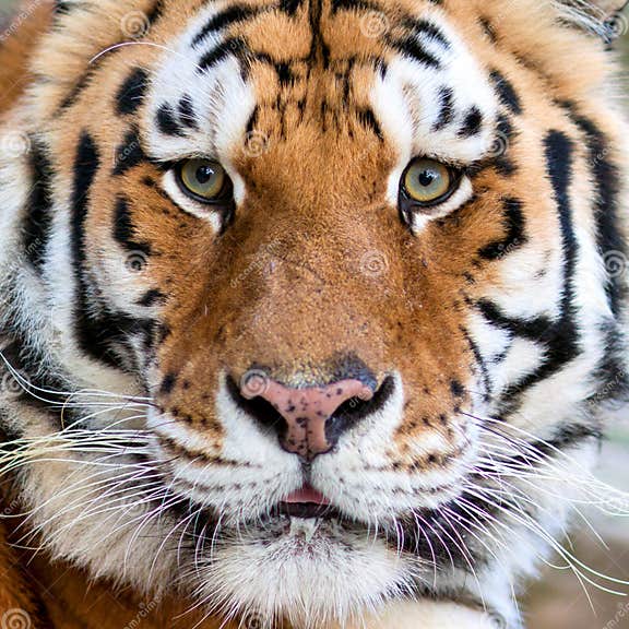 Tigers face stock photo. Image of animal, front, aggression - 16414122