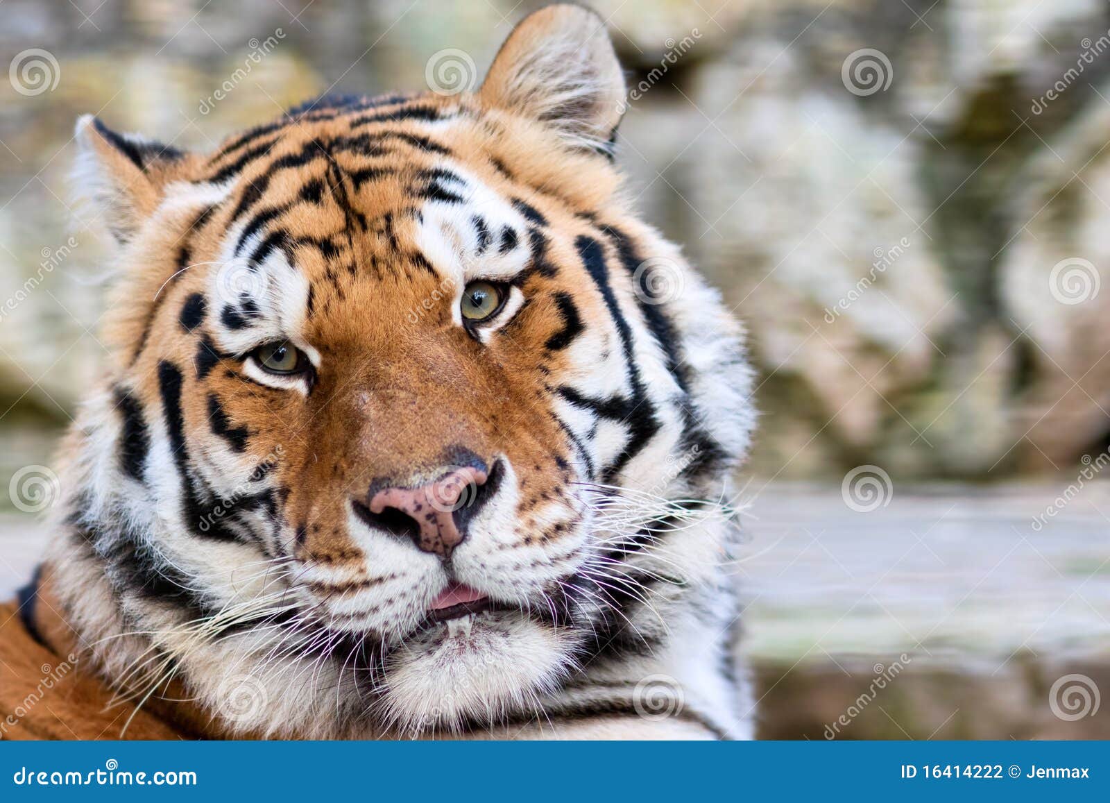 Tigers face stock photo. Image of nature, dark, feline - 16414222