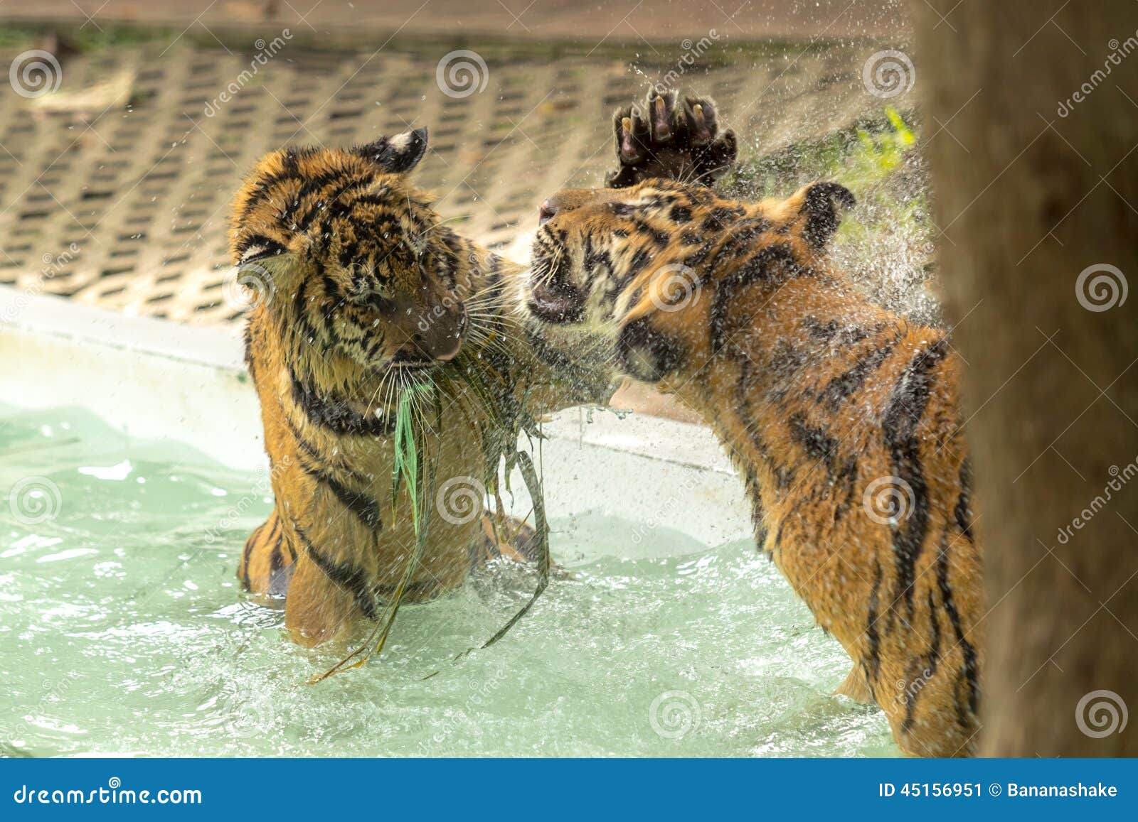 Tigers fighting in pool stock image. Image of contest - 45156951