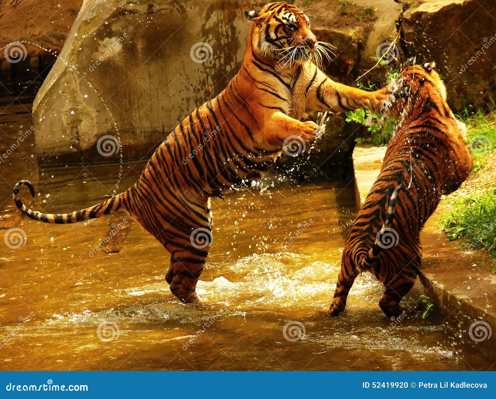 Fighting Tigers Stock Photography | CartoonDealer.com #29605256
