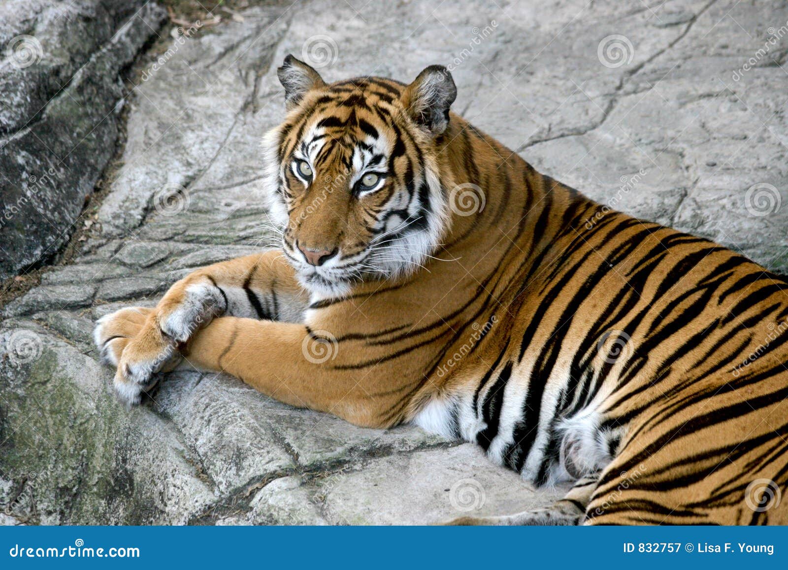 Tigers Gaze stock image. Image of menace, captivity, rock - 832757