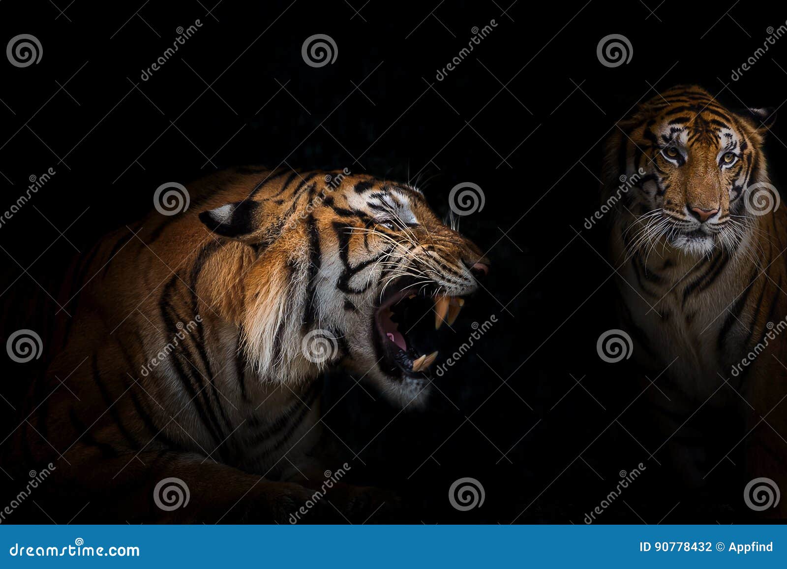 Tigers. stock photo. Image of outdoors, carnivorous, ferocious - 90778432