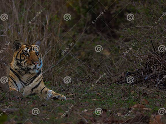 The unique stripes stock photo. Image of stripe, carnivore - 355974856