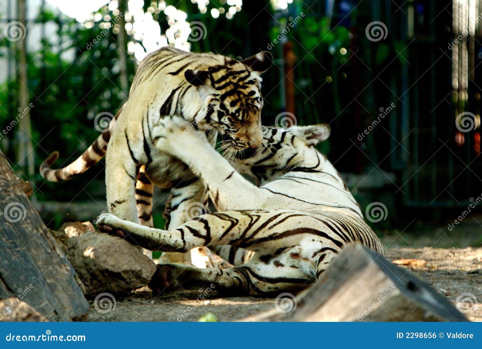Tigers having fun stock photo. Image of danger, wildlife - 2298656