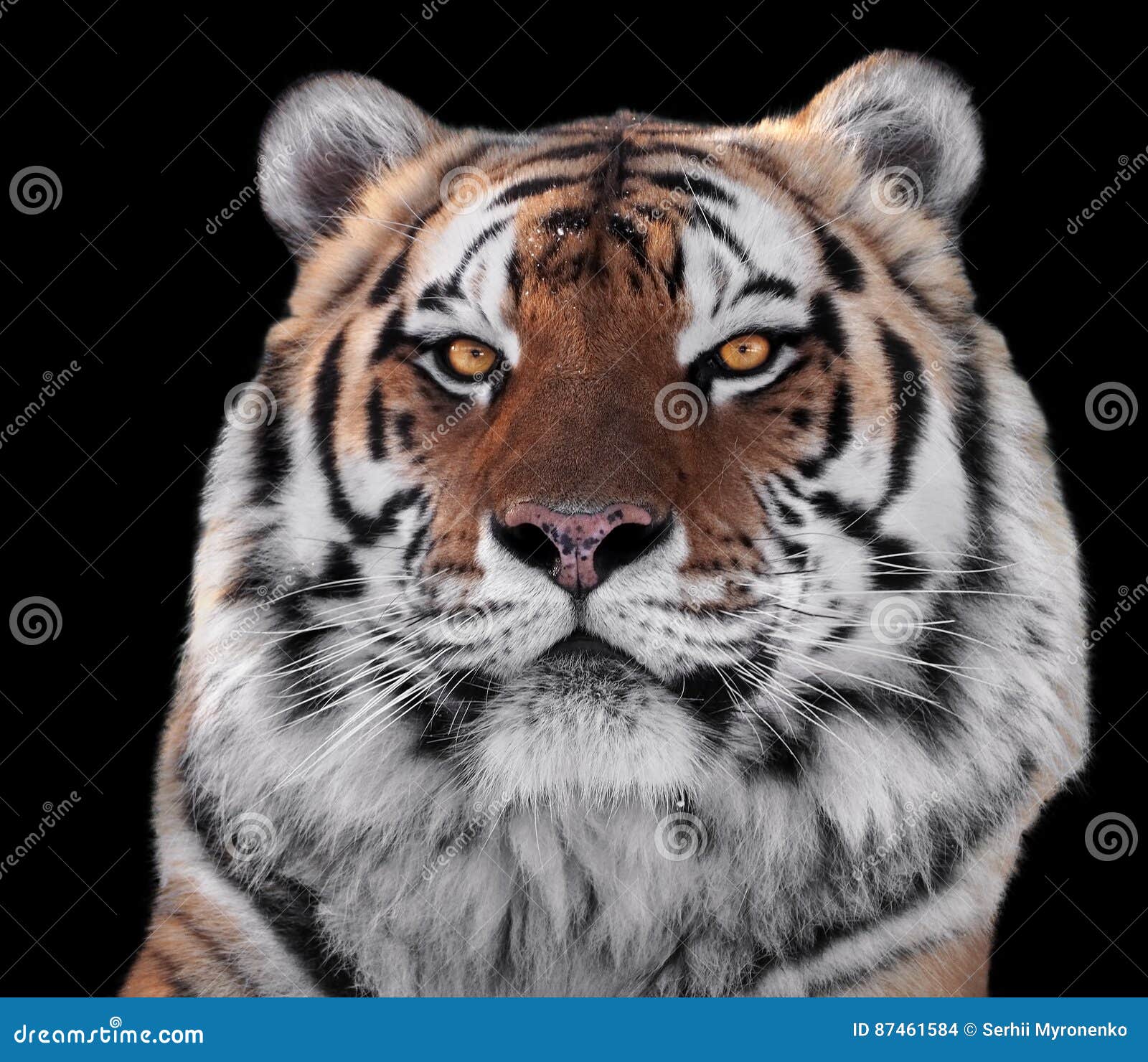 Tigers Head Close-up Isolated on Black Stock Photo - Image of isolated ...