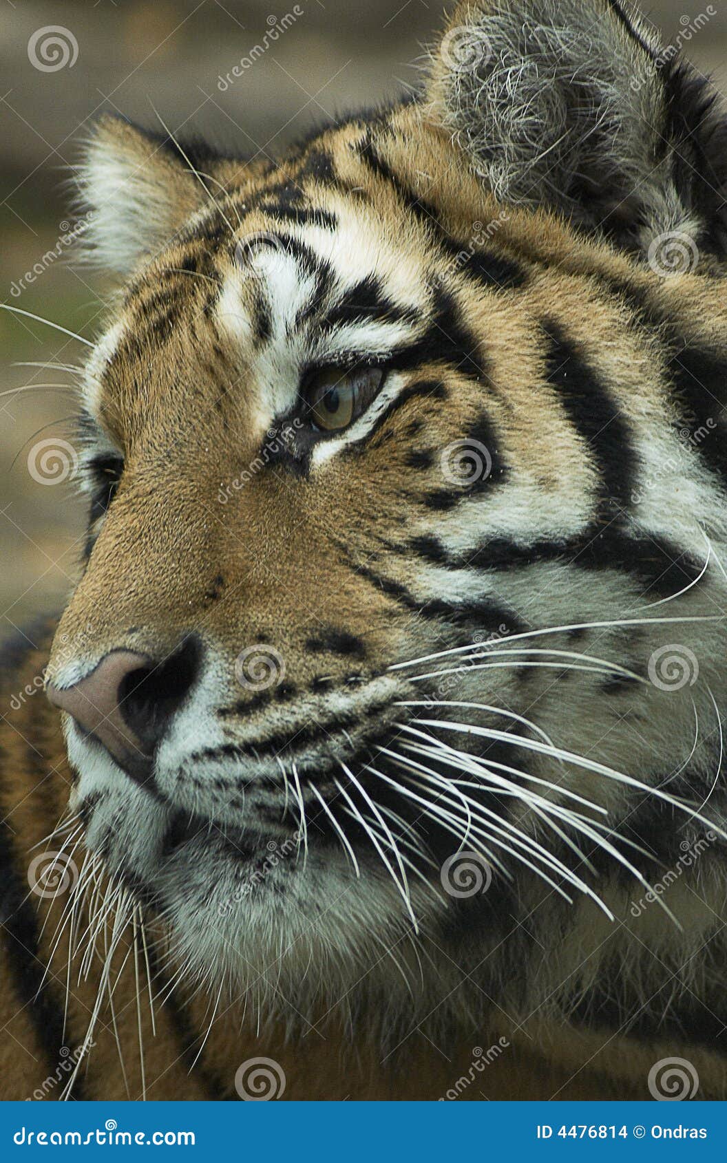 Tigers Head from the Front Side Detail Stock Photo - Image of cats ...
