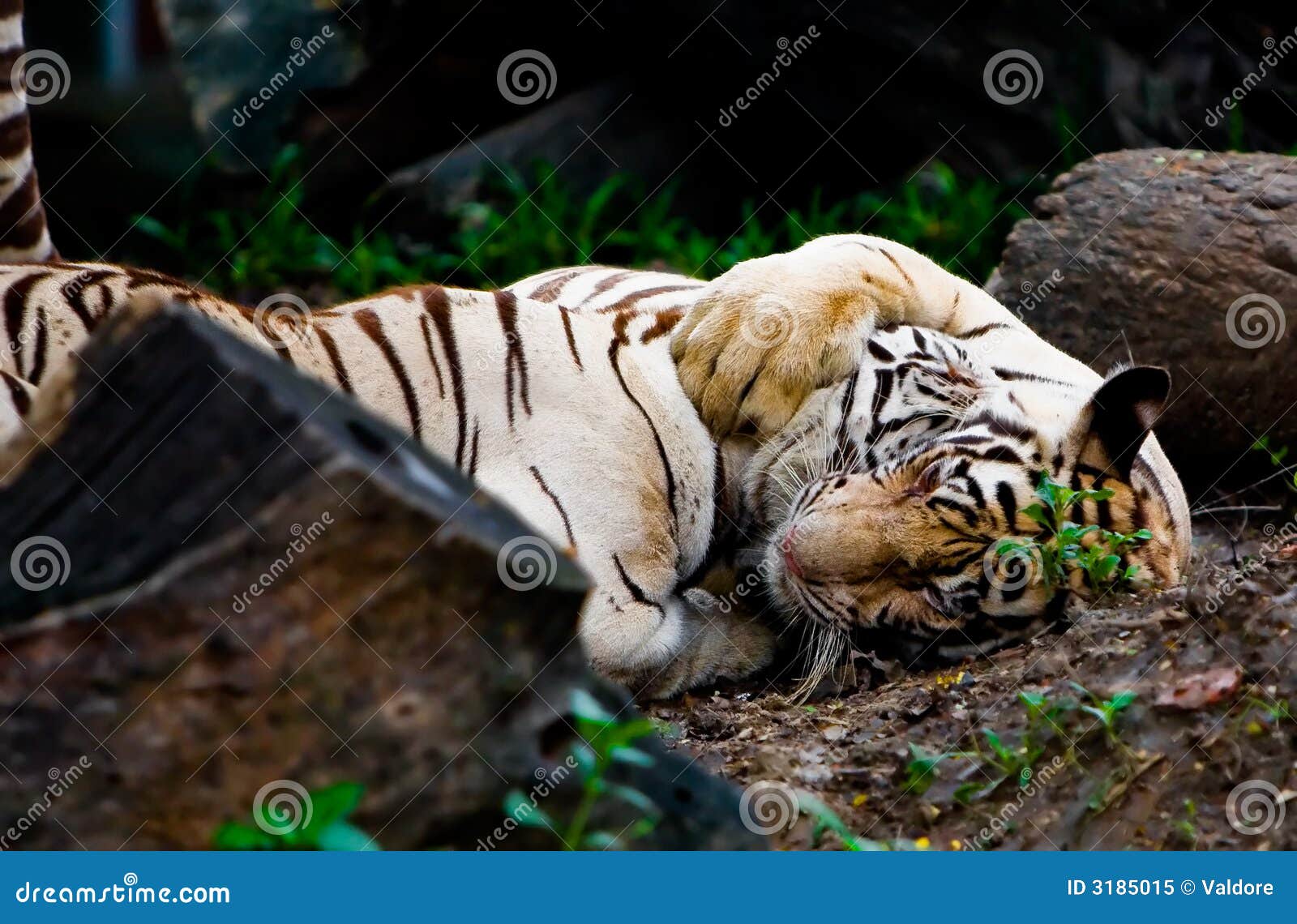 Tigers hugging stock image. Image of hugging, face, relationship - 3185015