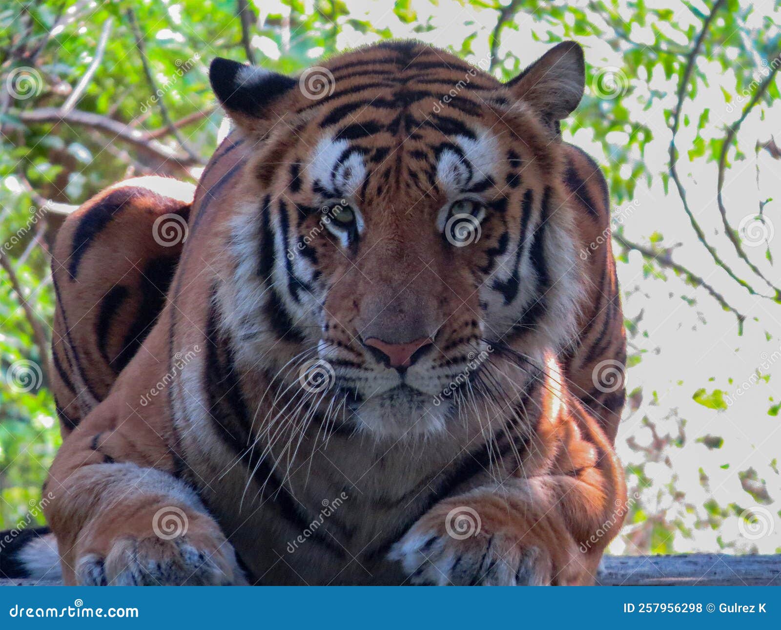 Tigers Looking into Camera stock photo. Image of hunter - 257956298