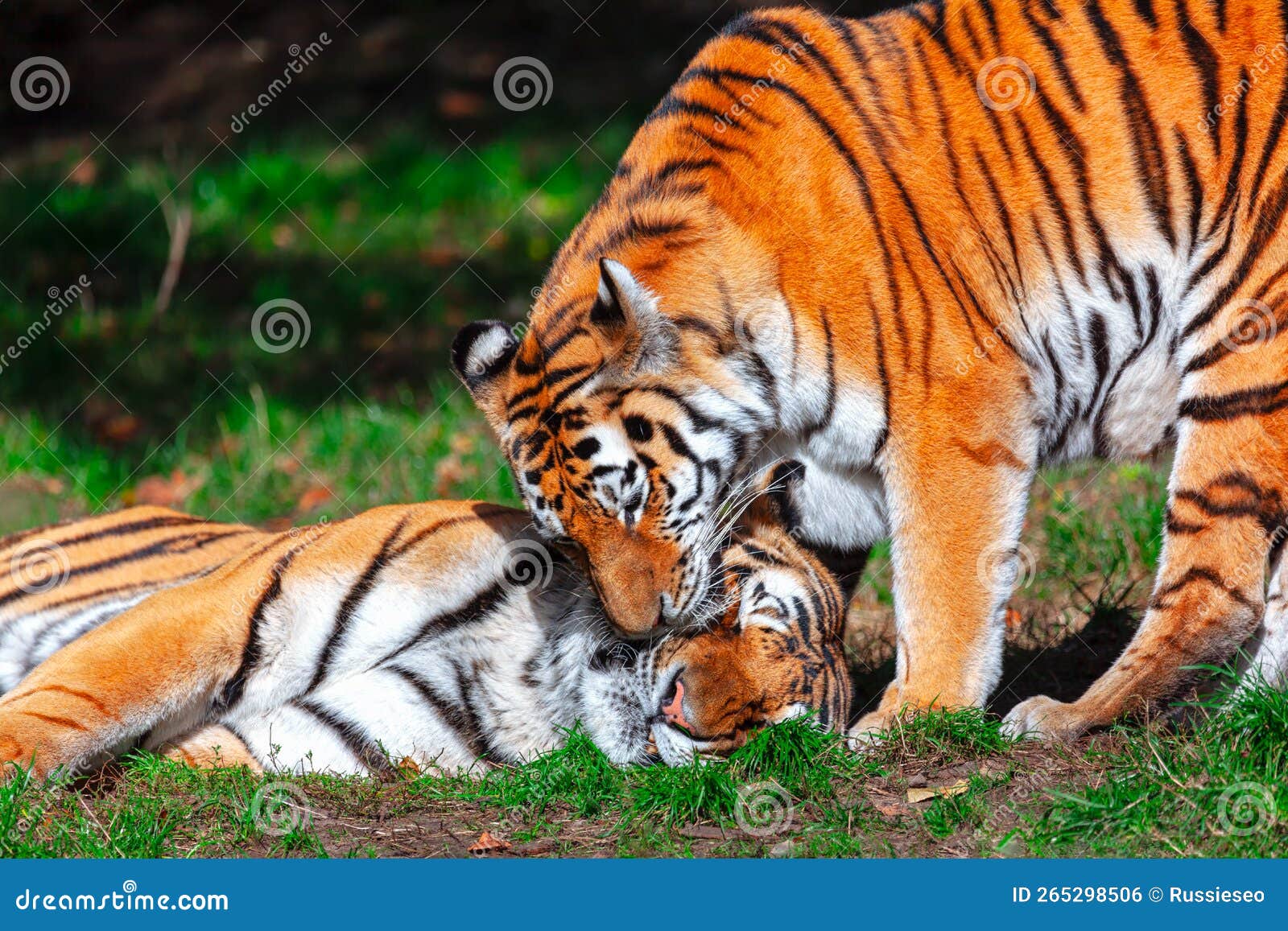 Tigers in love stock photo. Image of cute, kitten, carnivore - 265298506