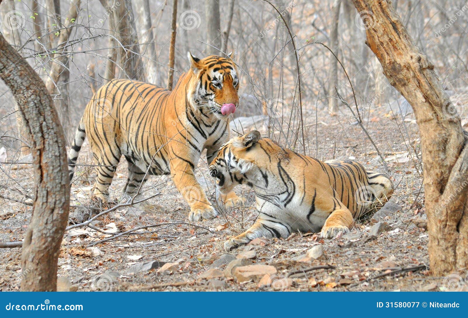Tigers After Mating Royalty Free Stock Photography - Image: 31580077