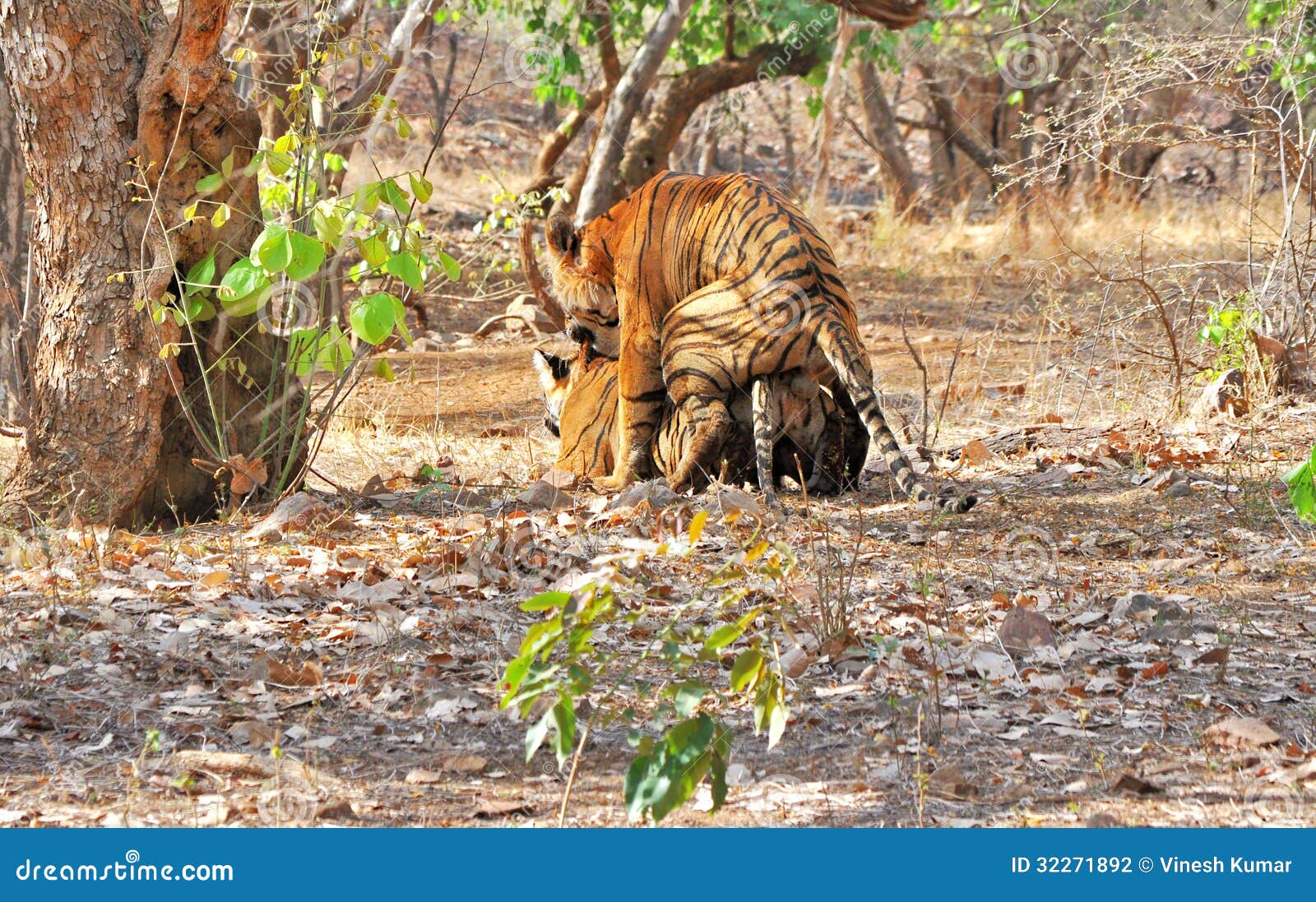 Tigers in mating stock photo. Image of blood, expression - 32271892