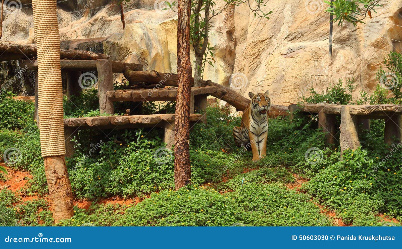 Tigers in a Nature at the Zoo Stock Photo - Image of cats, black: 50603030