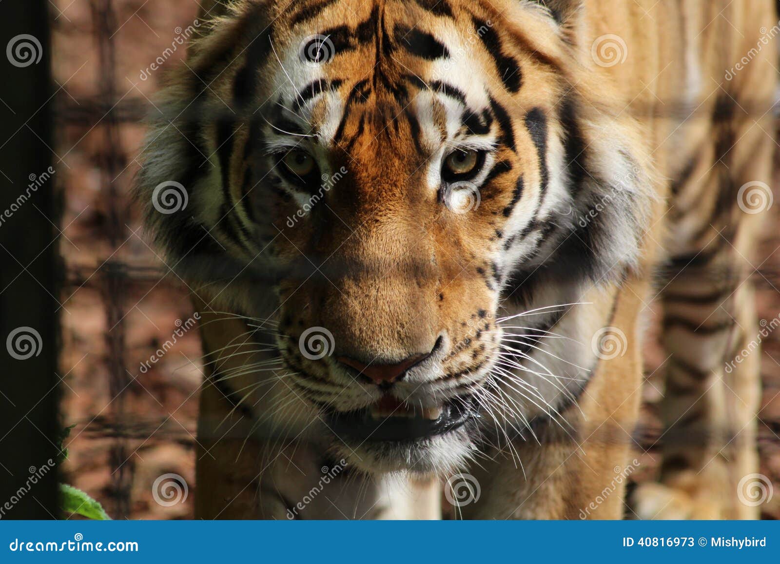 Tigers pacing stock image. Image of looking, sleep, pattern - 40816973