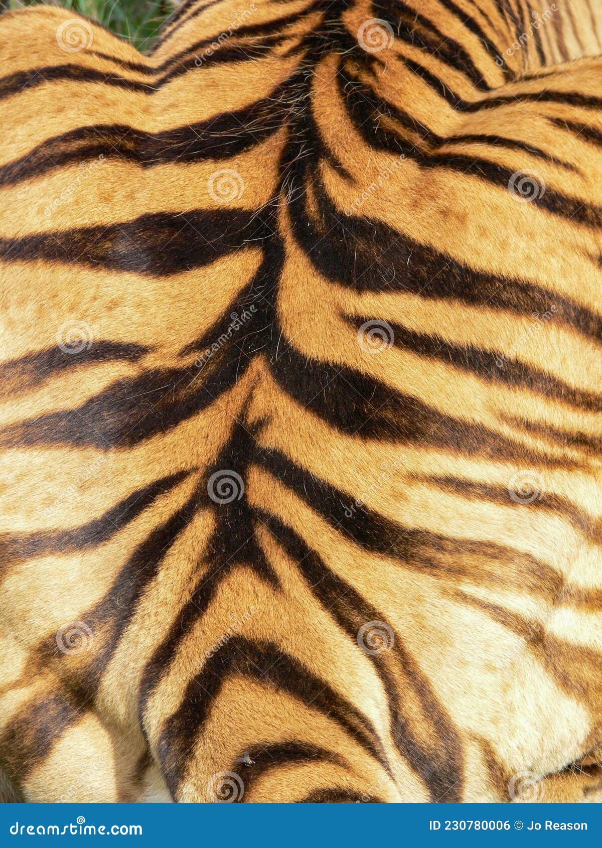 A tigers pattern stock photo. Image of design, isolated - 230780006