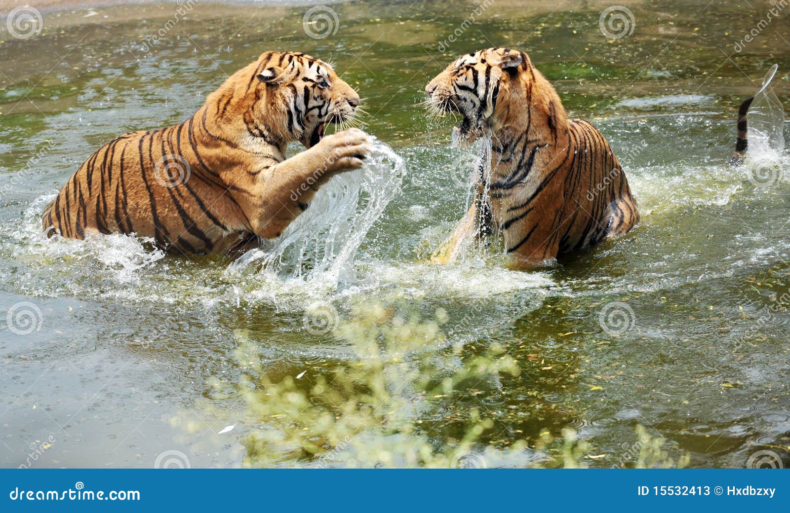 Tigers play in water stock image. Image of angry, nature - 15532413