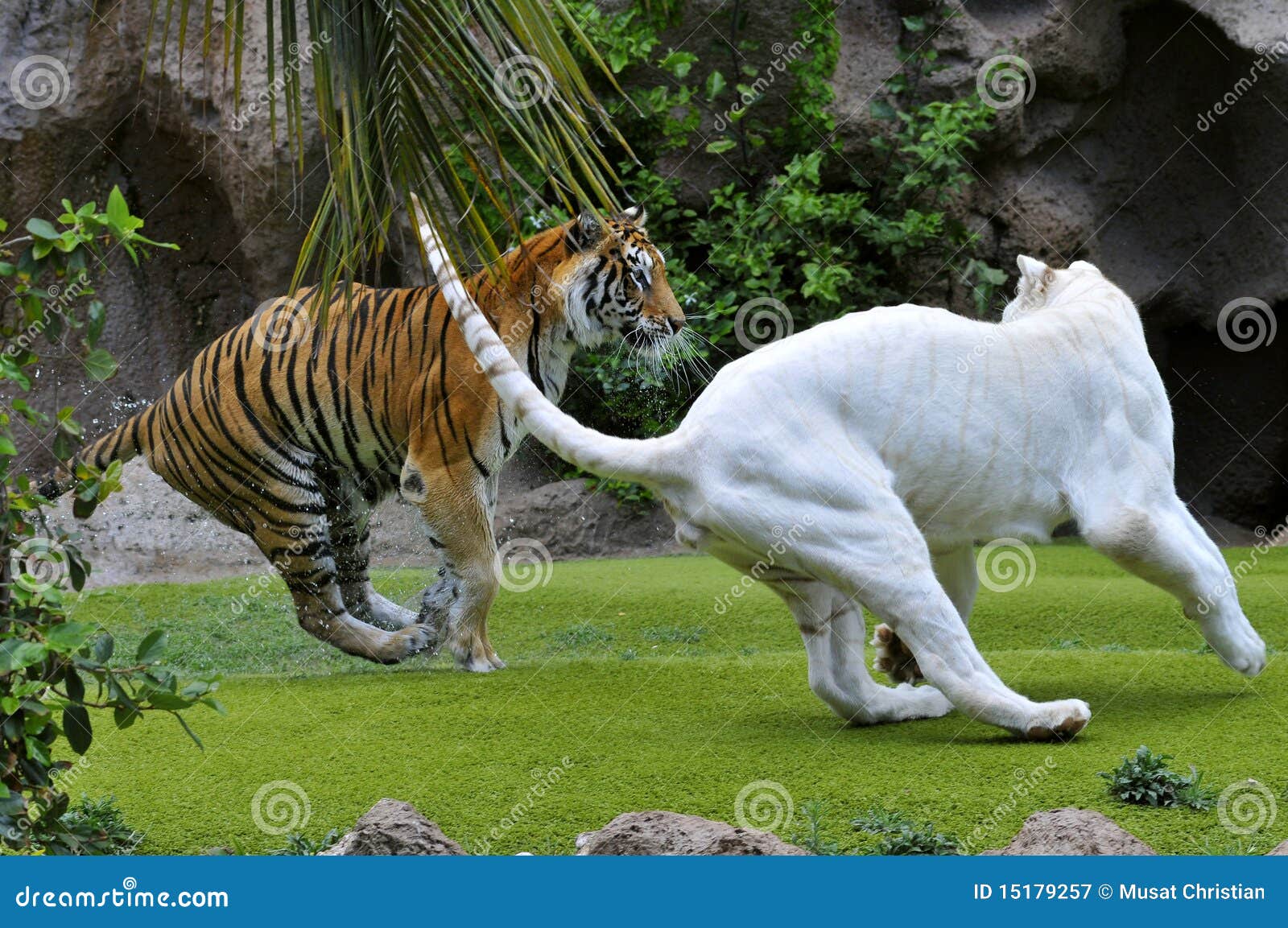 Tigers playing stock image. Image of feline, brown, extinction - 15179257