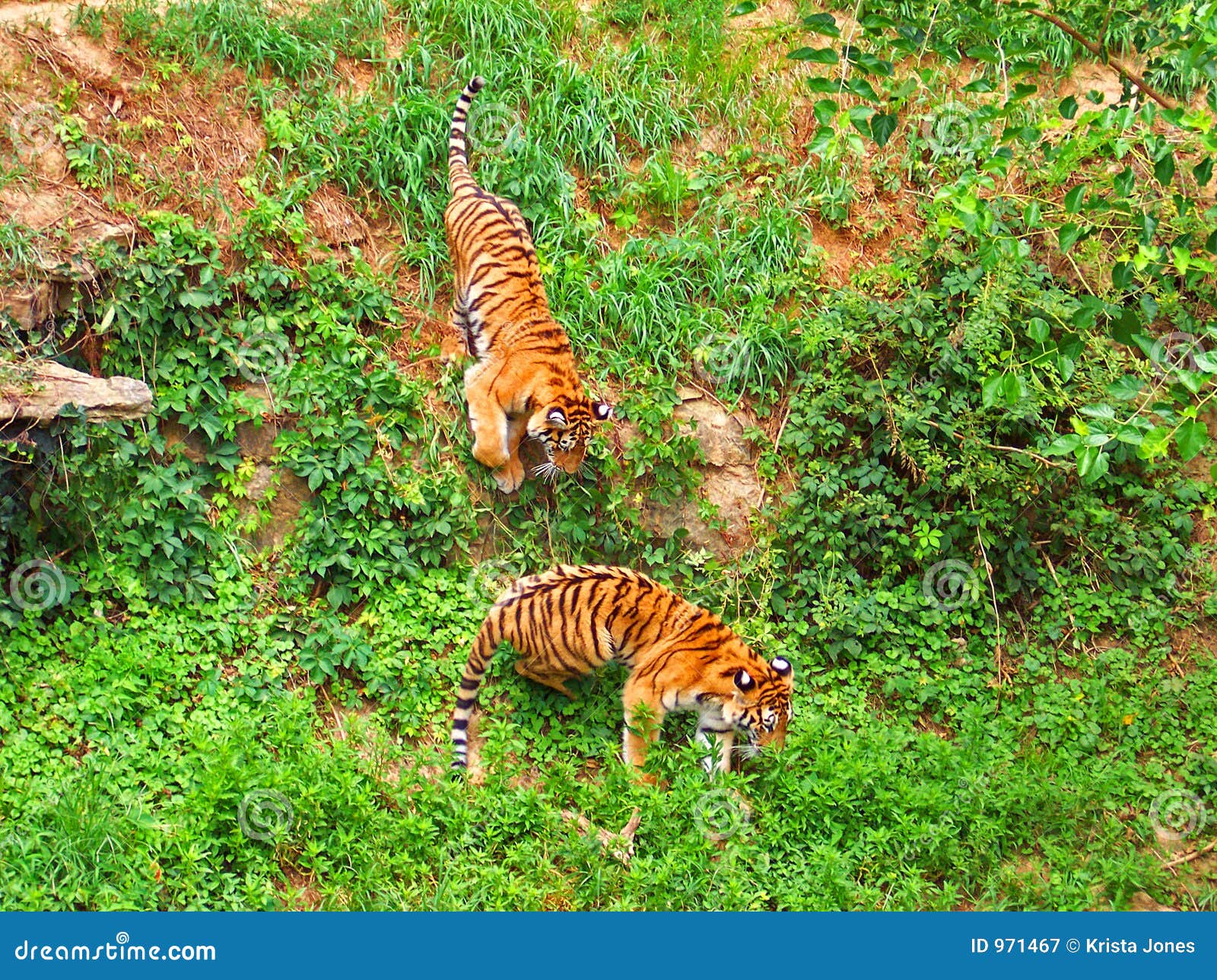 Tigers Playing stock image. Image of animals, playing, mammal - 971467
